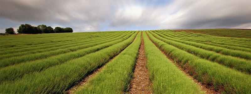 Assicurazione Agronomo: Calcola il premio della polizza RC Professionale.
